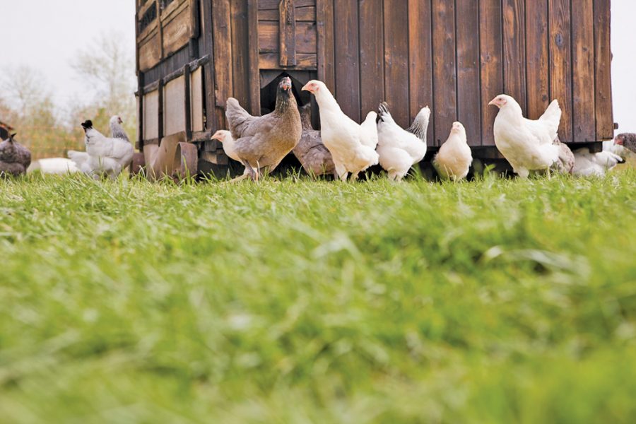 Free-Range Chicken. Free-Run Chicken. Pasture-Raised Chicken. What is ...